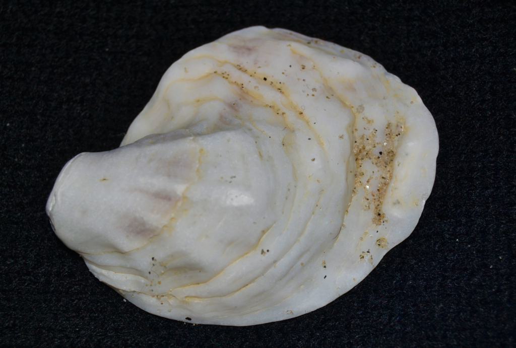 Evolution 2019: Adaptation to Coastal Stressors in Oyster Larvae - Life ...