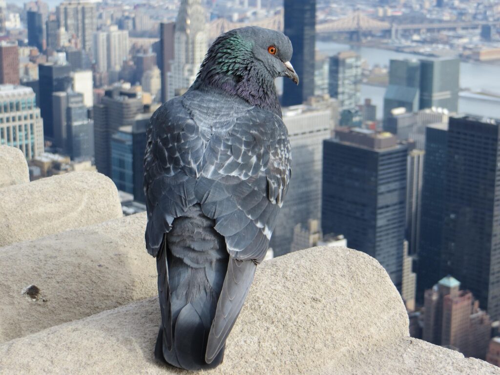 The Fearless Pigeon: Master of Urban Adaptation – Life in the City